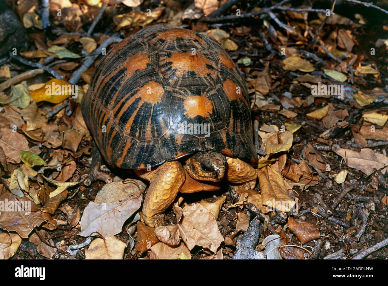 Radiated tortoise (Geochelone radiata) crawling across a forest floor ...