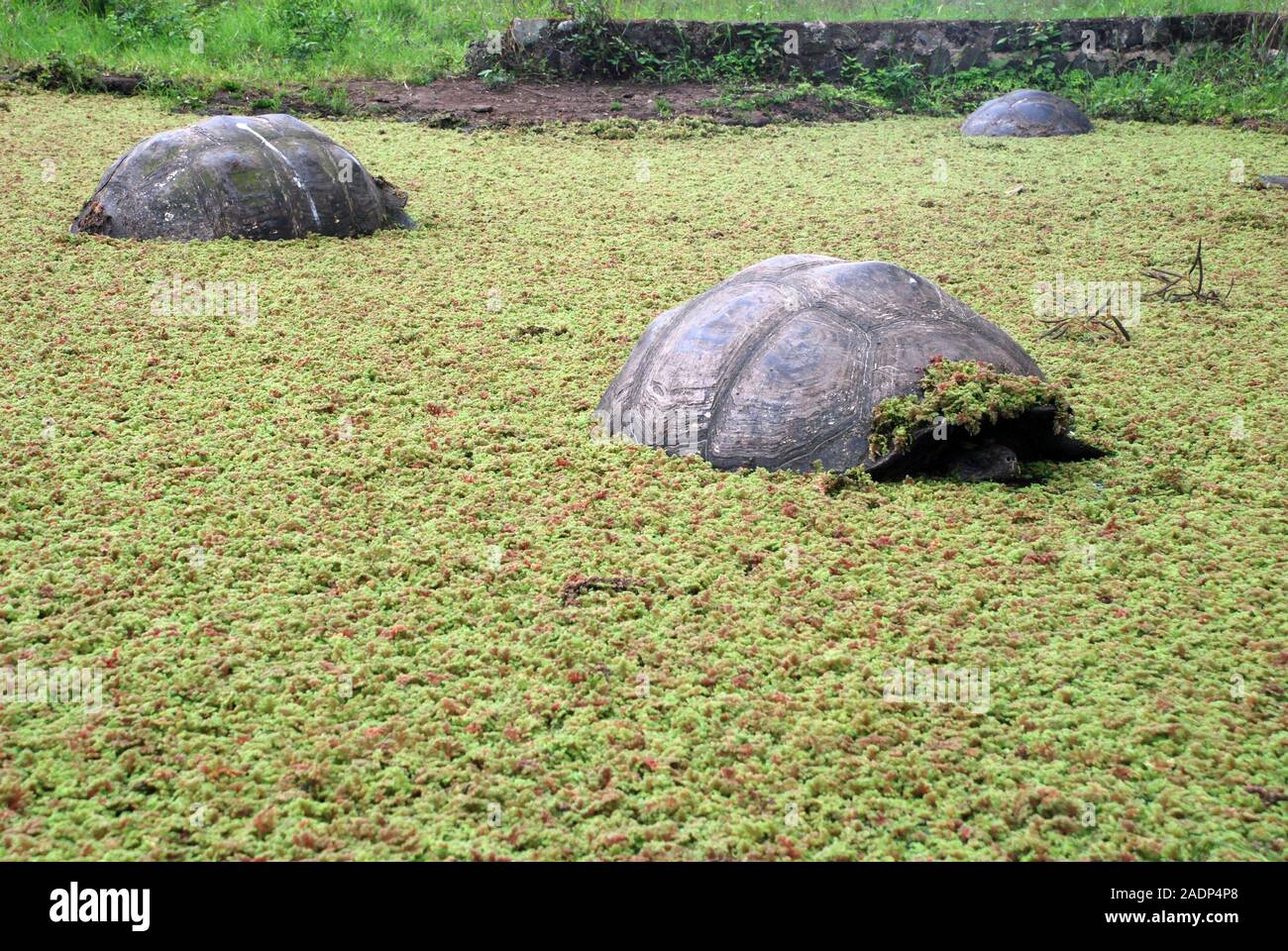 Dome-shelled Galapagos tortoises feeding in a pond. These are a ...