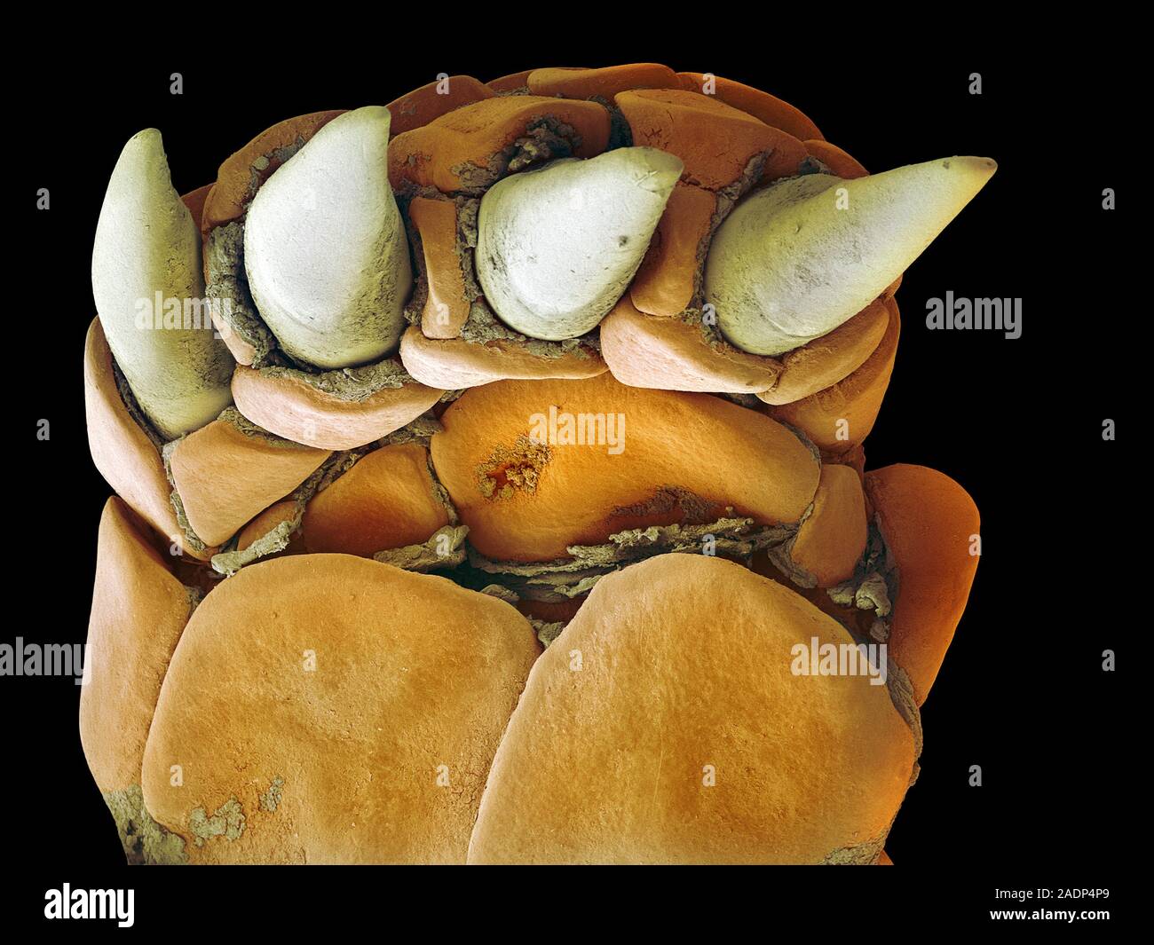 Tortoise foot. Coloured scanning electron micrograph (SEM) of the ...