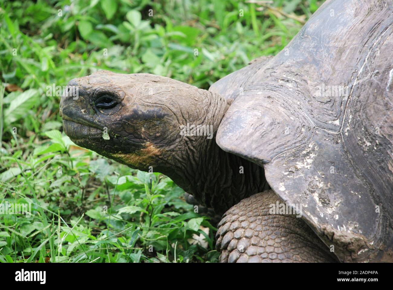 Dome-shelled Galapagos tortoise. These are a subspecies of the giant ...