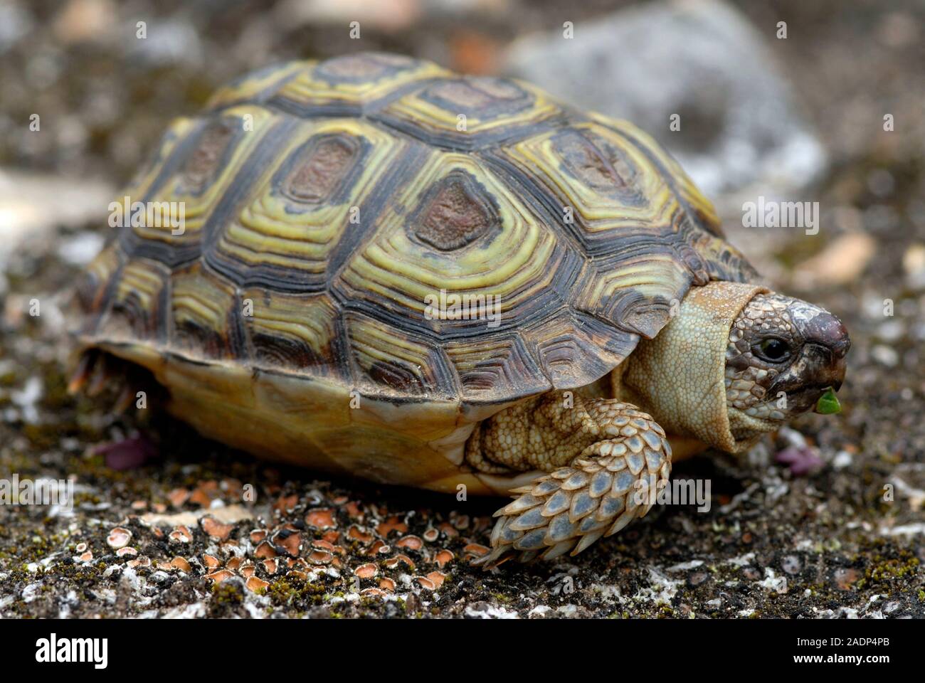 Parrot-beaked tortoise (Homopus areolatus). This tortoise is indigenous ...