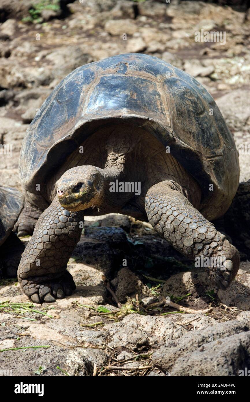Young giant Galapagos tortoise (Geochelone elephantopus). Photographed ...