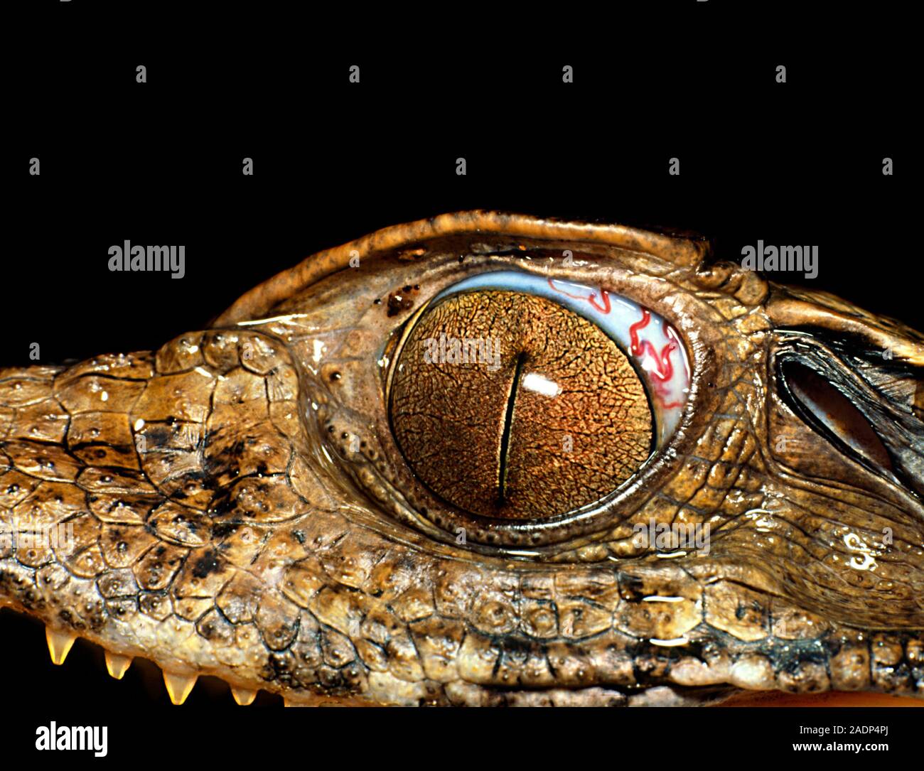 Caiman. Close-up of the eye of a caiman containing a parasitic worm ...