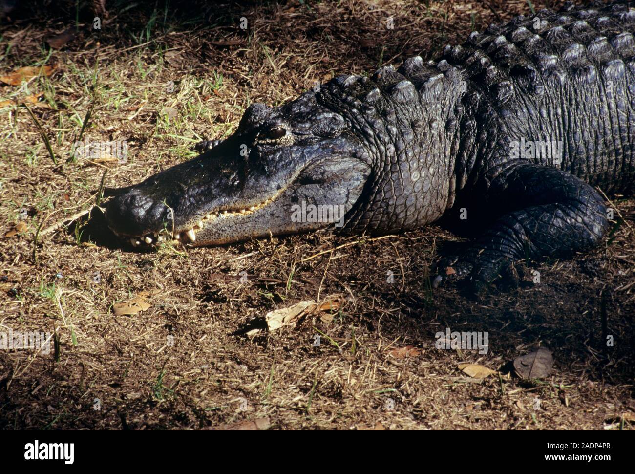 American alligator (Alligator mississippiensis). This carnivorous ...