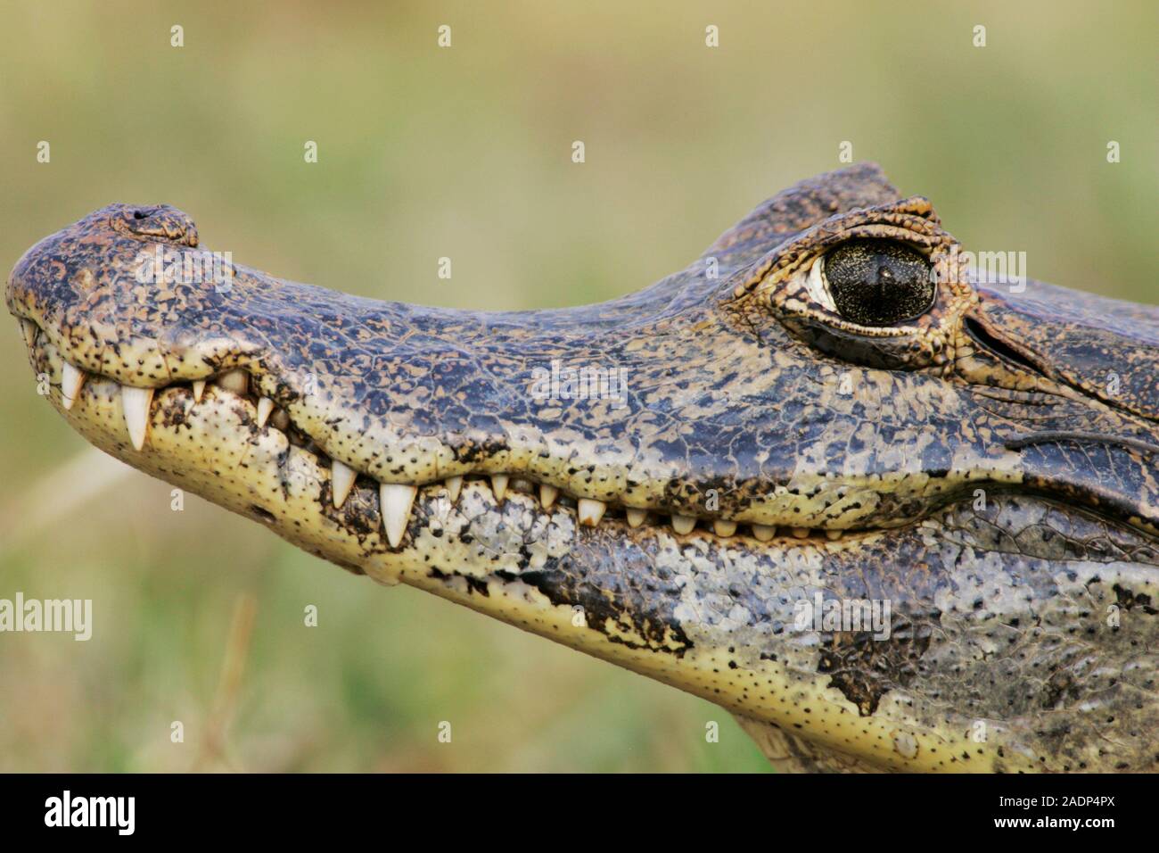 Spectacled caiman (Caiman crocodilus). This reptile inhabits wetlands ...