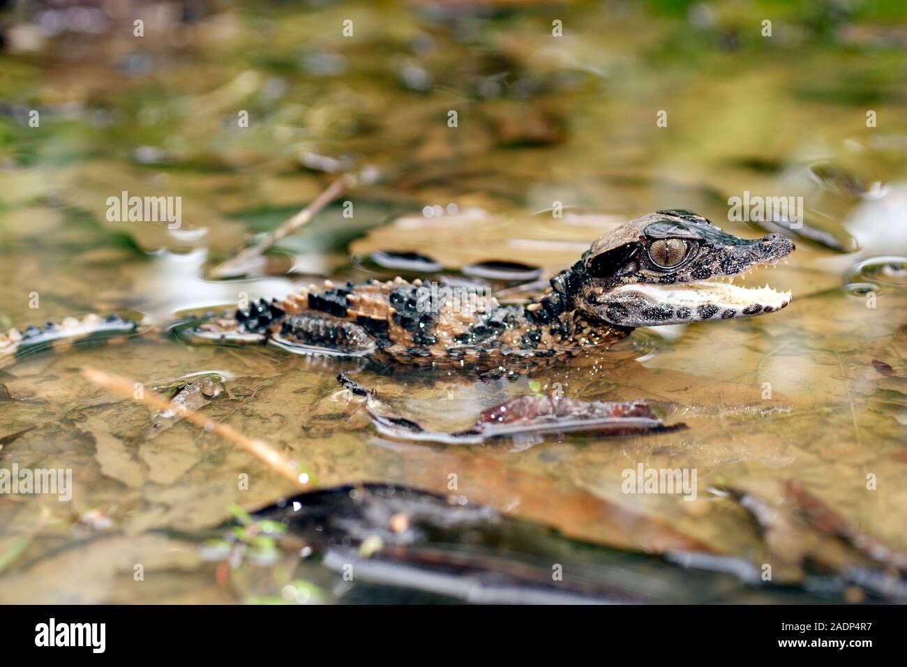 Smooth fronted caiman (Palaeosuchus trigonatus). This is the second ...