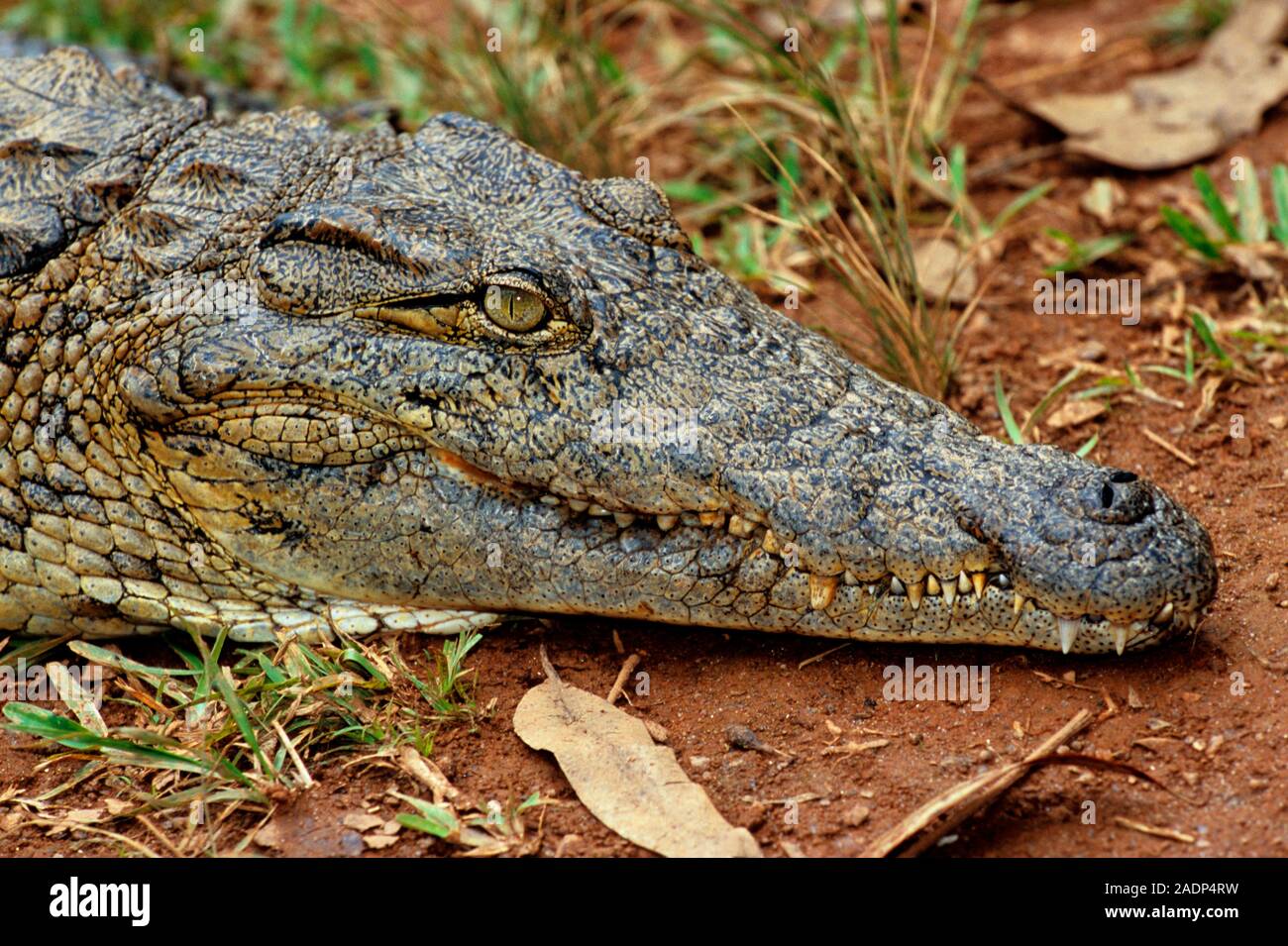 Nile crocodile. Head of a Nile crocodile (Crocodylus niloticus). This ...