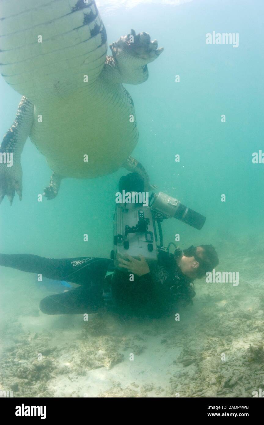 Saltwater crocodile (Crocodylus porosus) being filmed by underwater ...