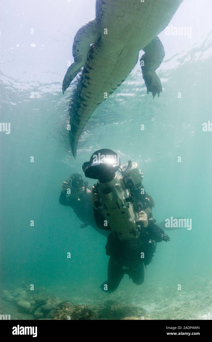 Saltwater crocodile (Crocodylus porosus) being filmed by underwater ...