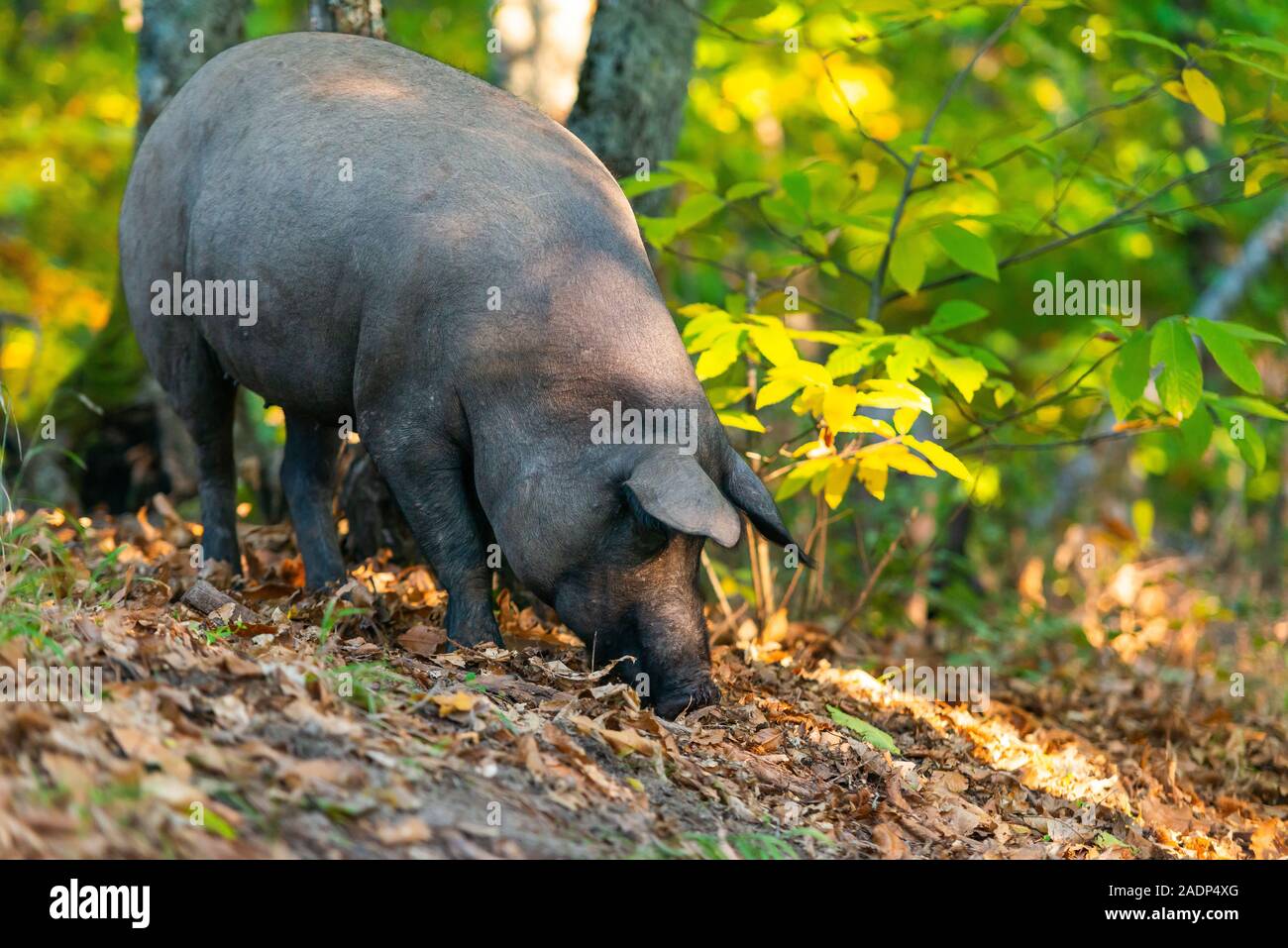 Jamón serrano eating spain hi-res stock photography and images - Alamy