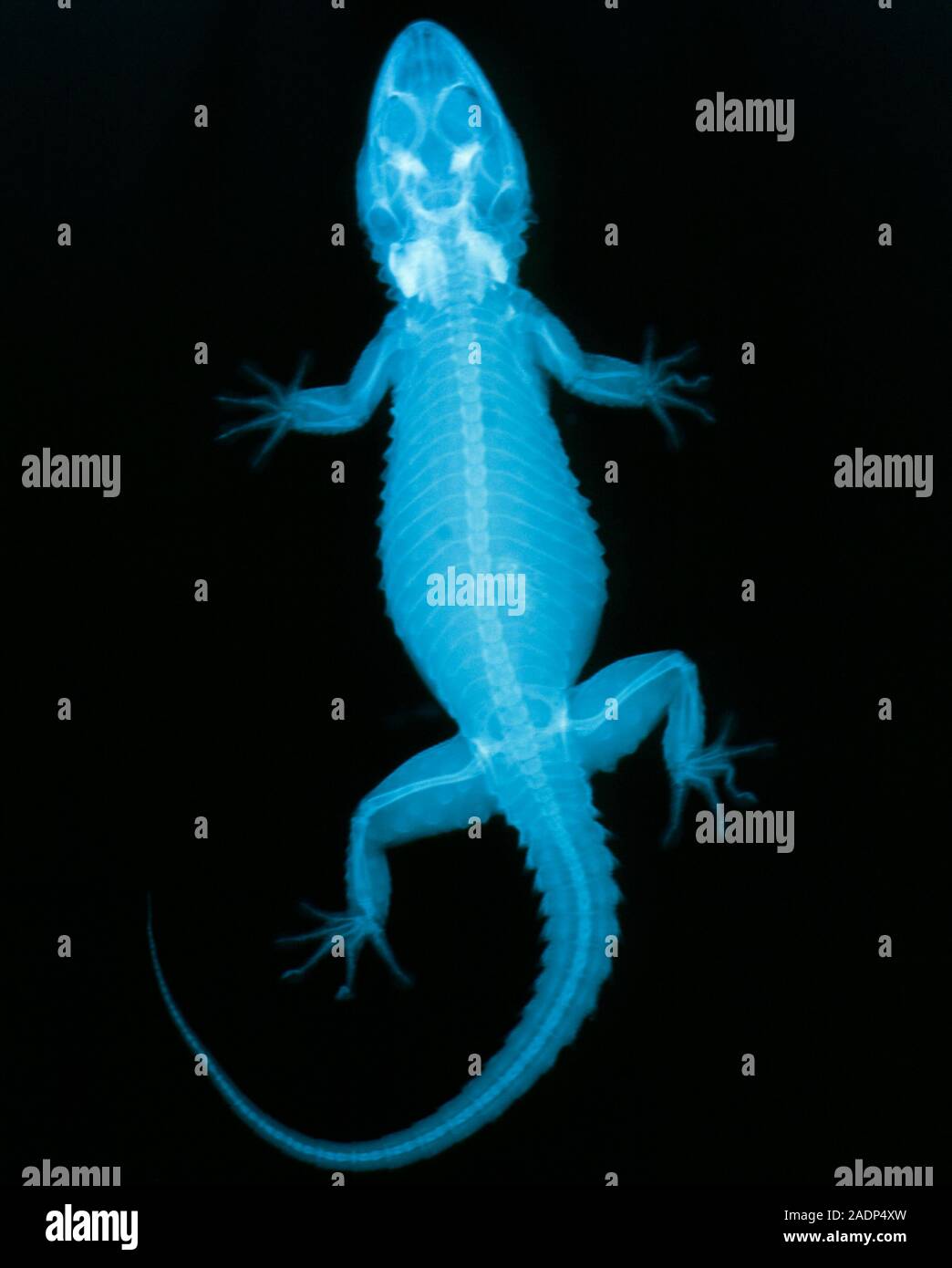 Gecko. X-ray of a species of gecko lizard (family: Gekkonidae). Bones ...