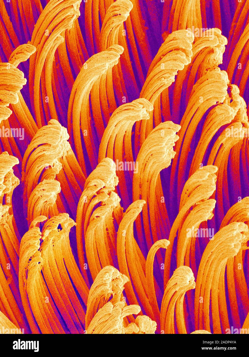 Hairs on a gecko's toe. Coloured scanning electron micrograph (SEM ...