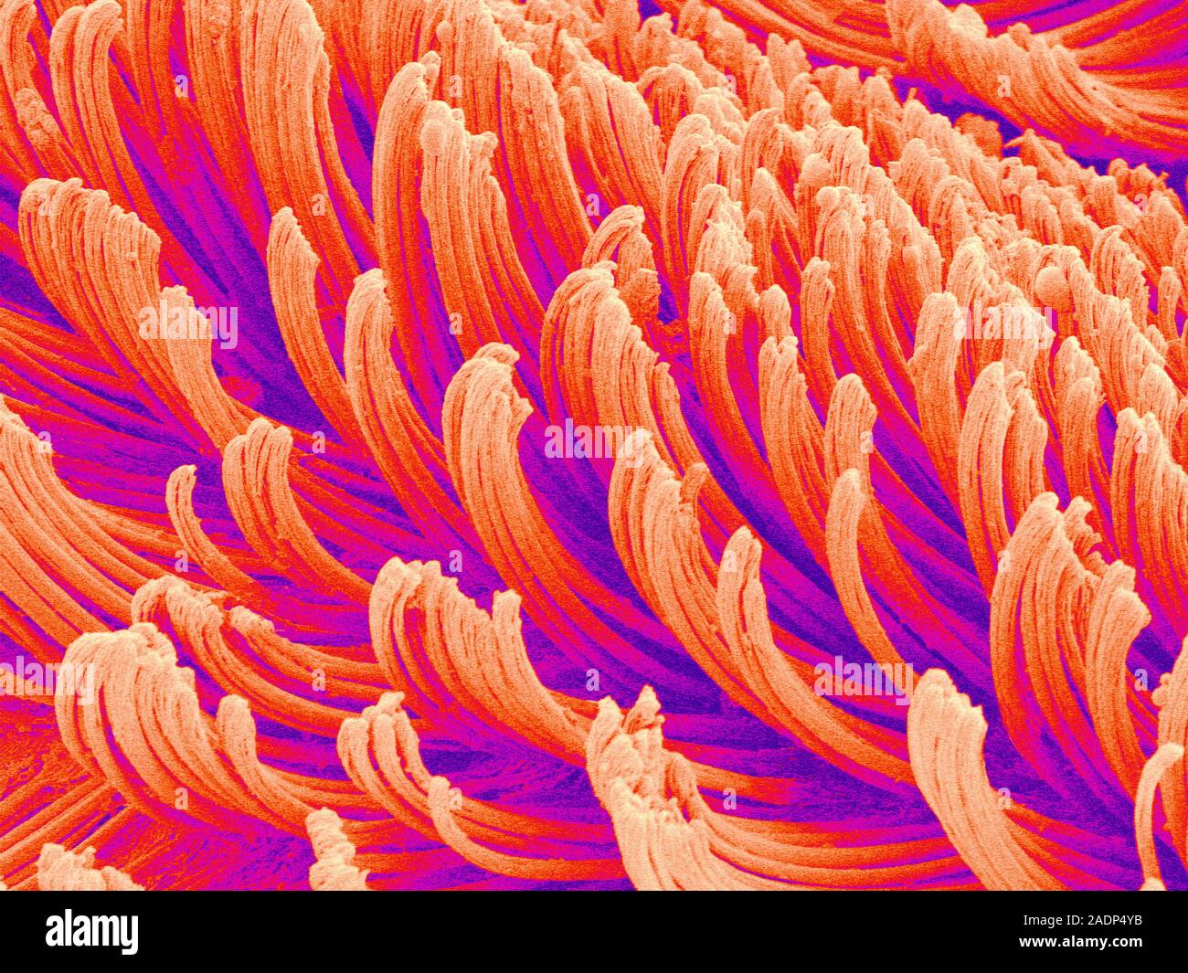 Hairs on a gecko's toe. Coloured scanning electron micrograph (SEM ...