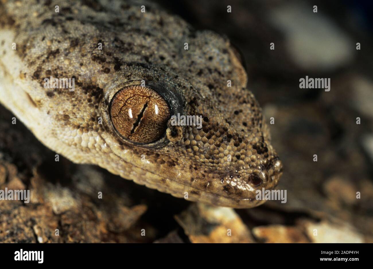 Nocturnal gecko eye. Close-up of the eye of a nocturnal gecko (Phelsuma ...