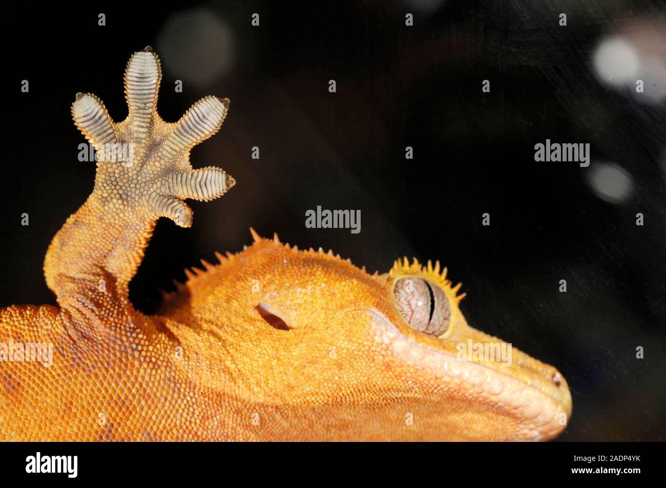 Gecko. Underside of the head and foot of a gecko (family Gekkonidae ...