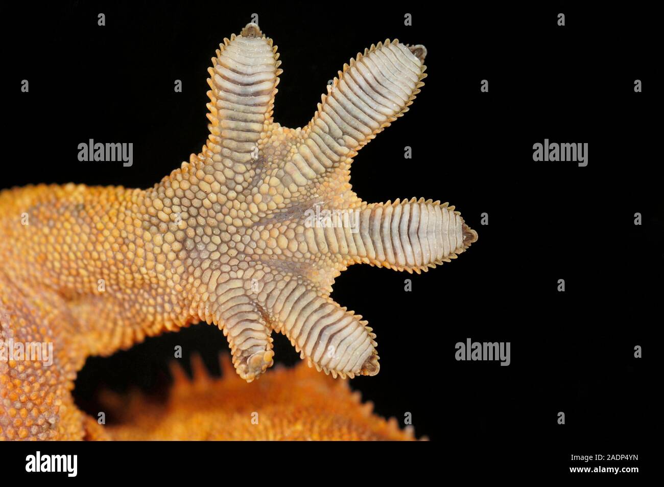 Gecko's foot. Underside of the foot of a gecko (family Gekkonidae ...