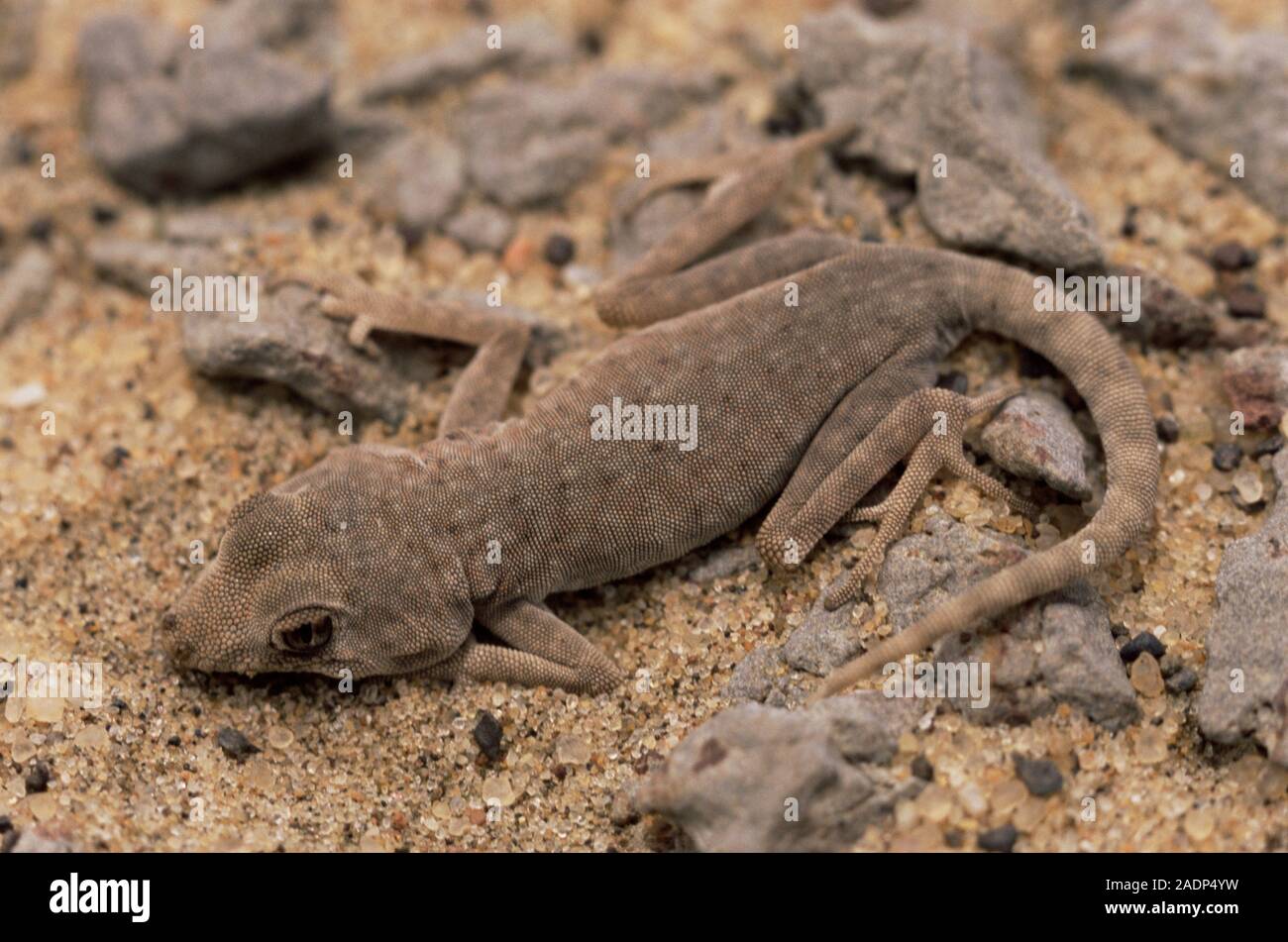 Gecko (family Gekkonidae) resting in sand. Photographed in Namibia ...