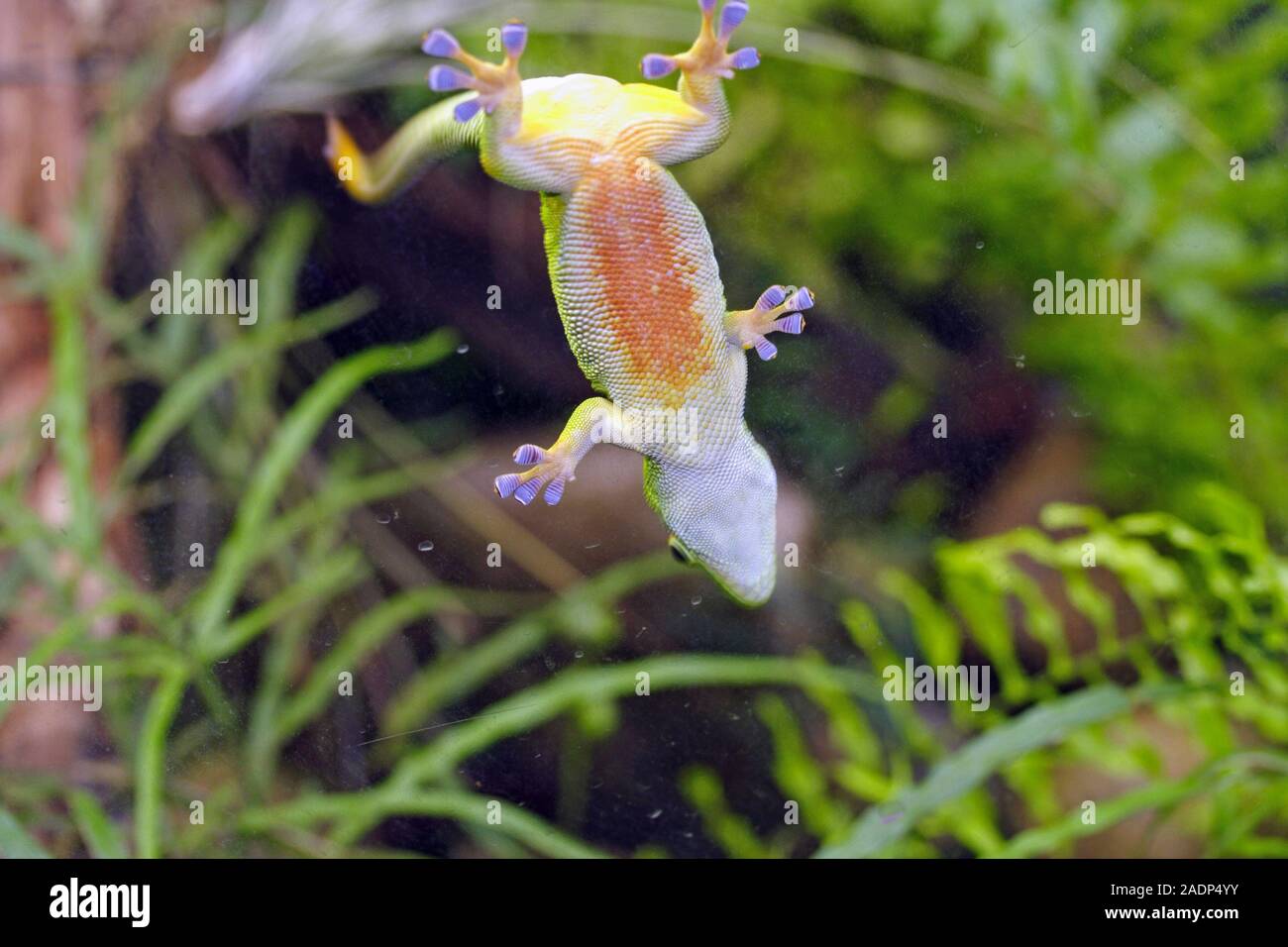 Madagascan gecko (Phelsuma madagascariensis) upside-down on a sheet of ...