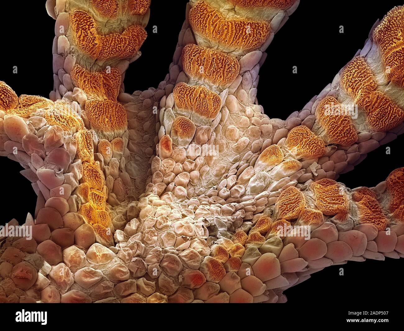 Gecko foot. Coloured scanning electron micrograph (SEM) of a gecko's ...