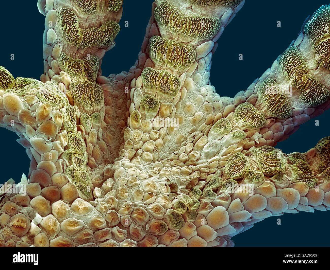 Gecko foot. Coloured scanning electron micrograph (SEM) of a gecko's ...