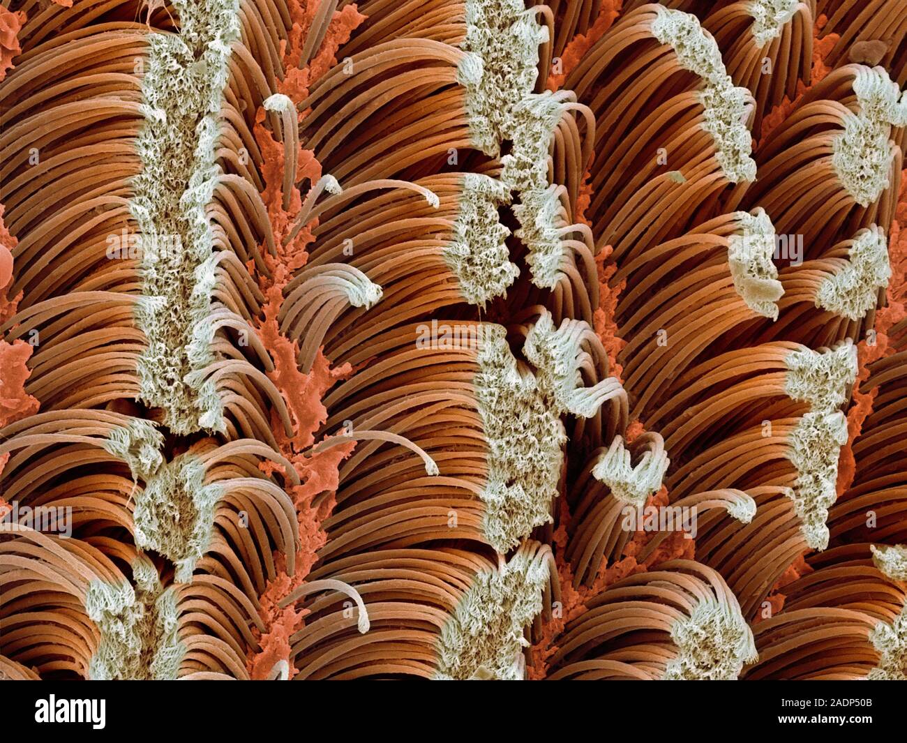 Gecko foot hairs. Coloured scanning electron micrograph (SEM) of hairs ...