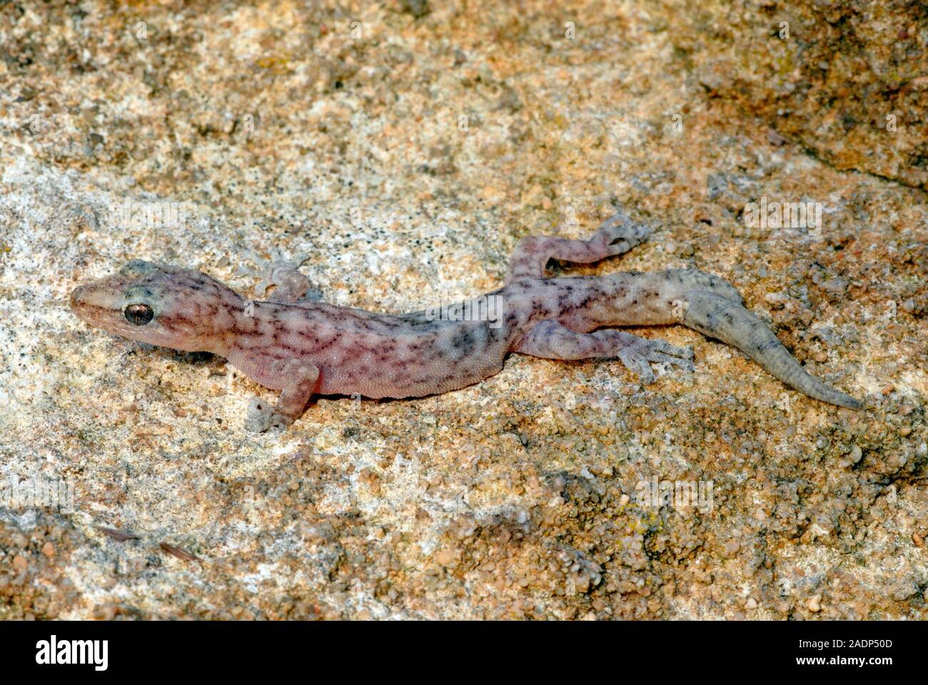 Marbled leaf-toed gecko (Afrogecko porphyreus) camouflaged on a rock ...