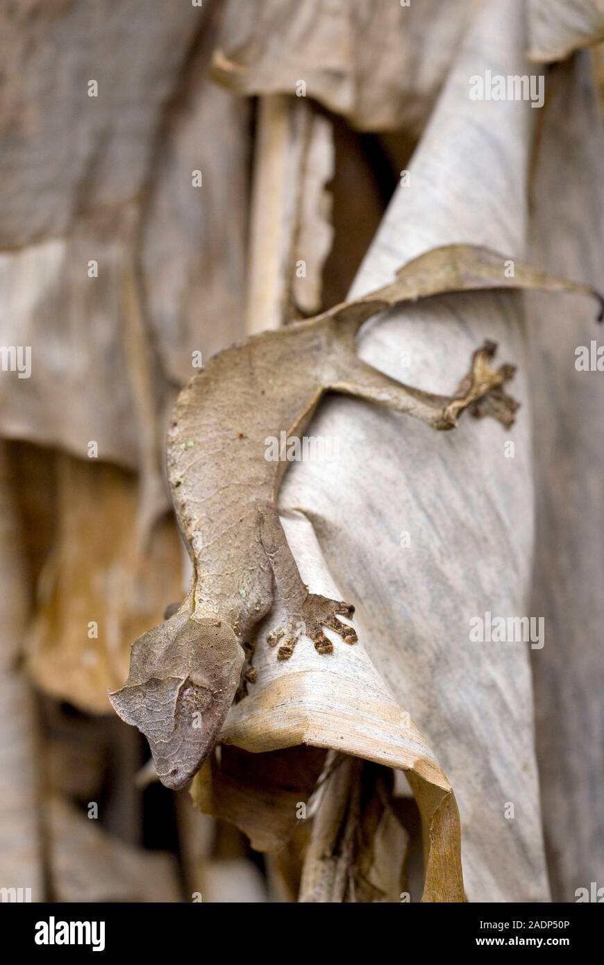 Satanic leaftail gecko (Uroplatus phantasticus) on a leaf. Leaftail ...