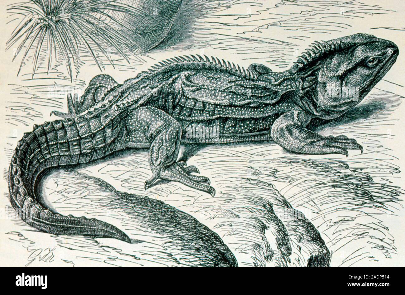 Tuatara. 1896 engraving of a tuatara, a rare species of reptile ...