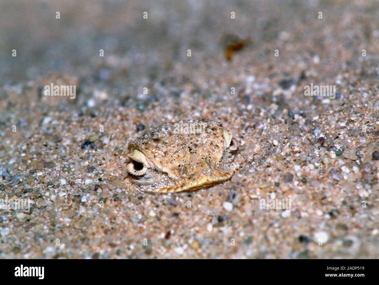 Fringe-toed lizard. View of a Mojave fringe-toed lizard (Uma scoparia ...