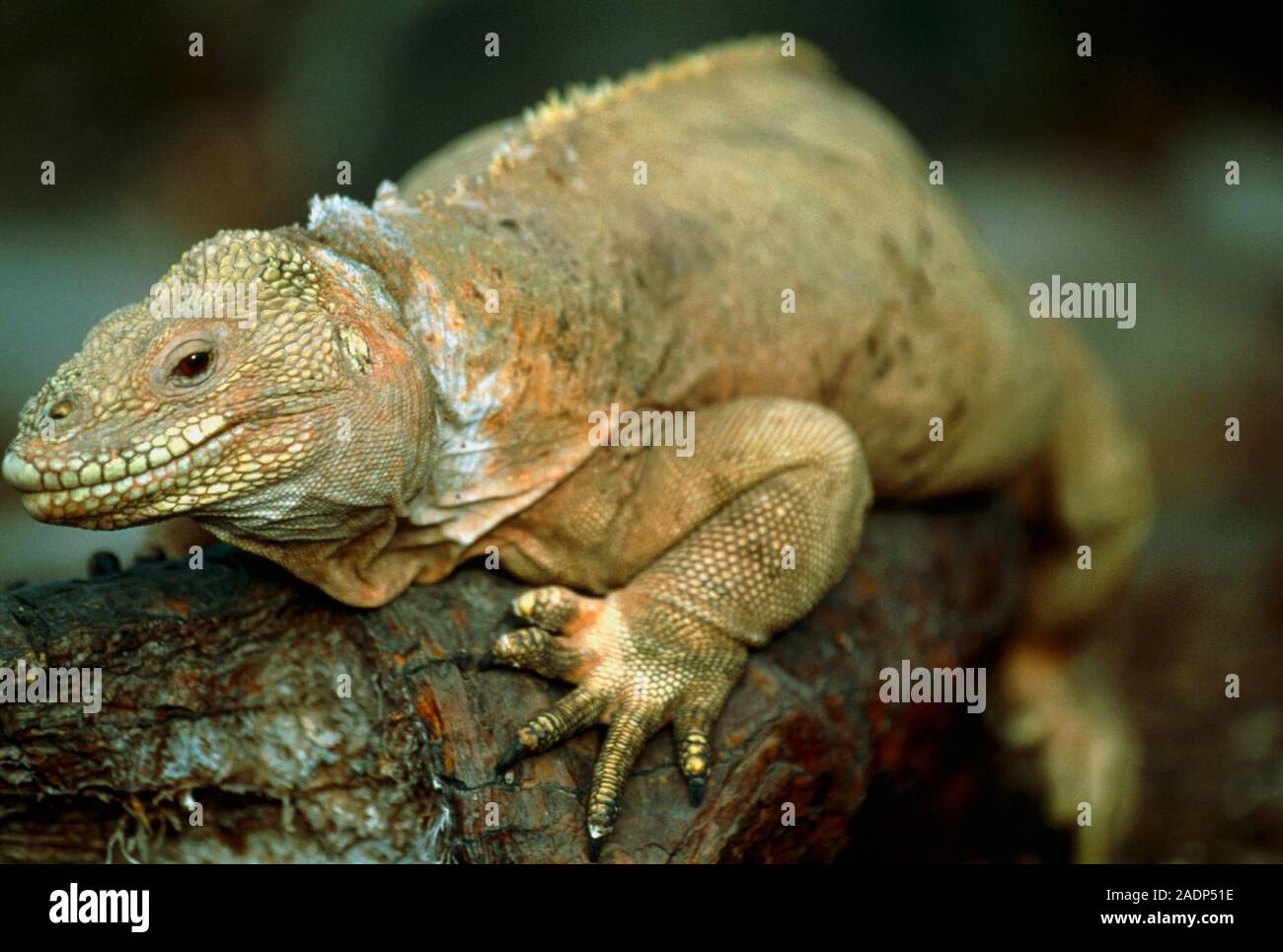 Galapagos land iguana. View of a Galapagos land iguana (Conolophus ...
