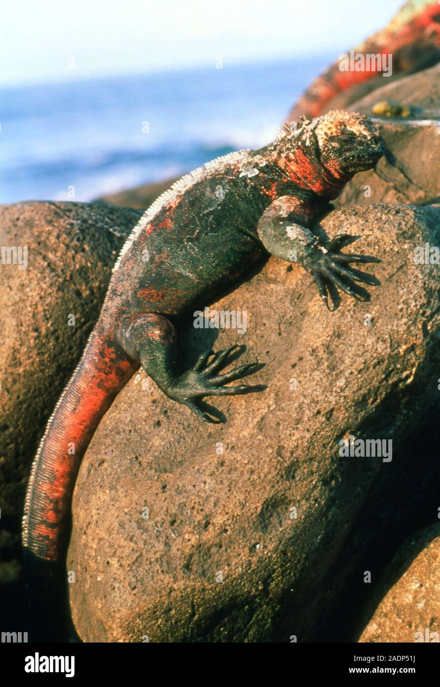Marine iguana (Amblyrhynchus cristatus) basking on a rock. This aquatic ...