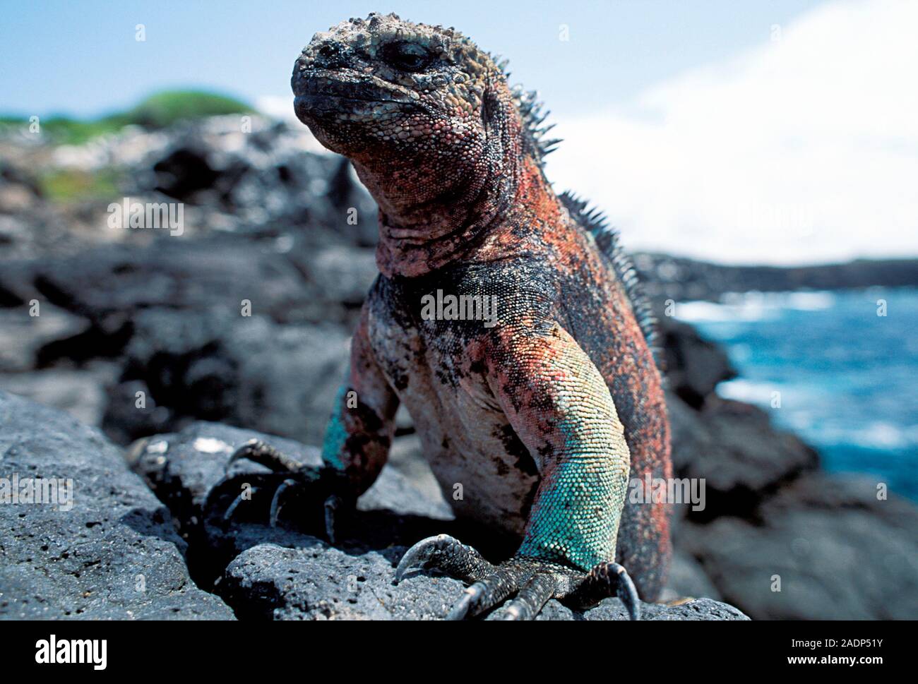 Marine iguana (Amblyrhynchus cristatus). This is the only truly marine ...
