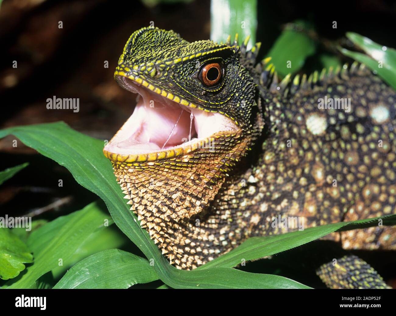Brown wood lizard. Head of a brown wood lizard (Enyalioides microlepis ...