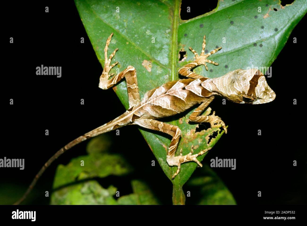 Anolis lizard (Anolis nitens scypheus). Photographed in Yasuni National ...