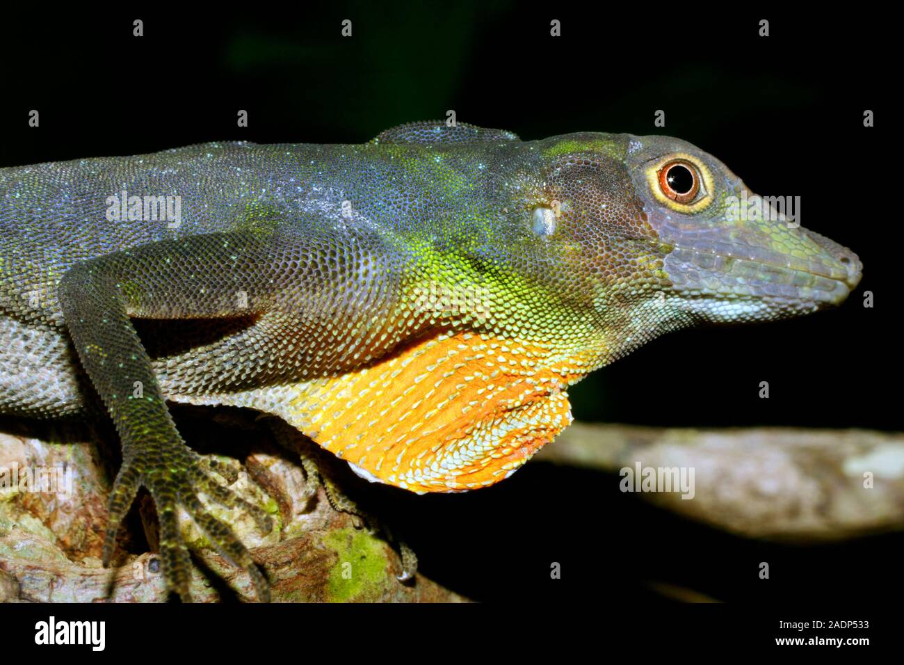 Amazon green anole (Anolis punctatus). This rare lizard feeds on insects, arachnids and other ...