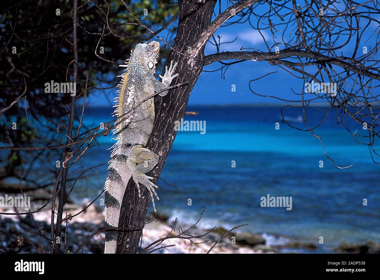 Green iguana (Iguana iguana) up a tree. This large species of arboreal ...