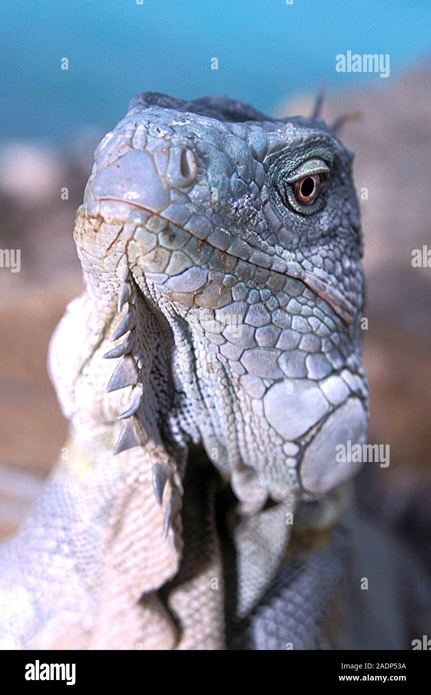 Green iguana (Iguana iguana). This large species of arboreal lizard is ...