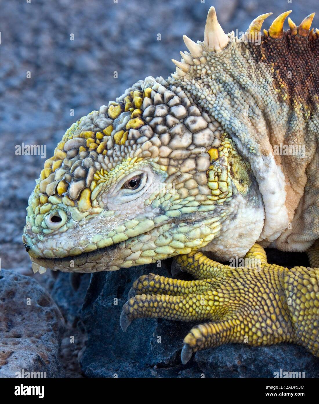 Galapagos land iguana (Conolophus subcristatus). This lizard is endemic ...