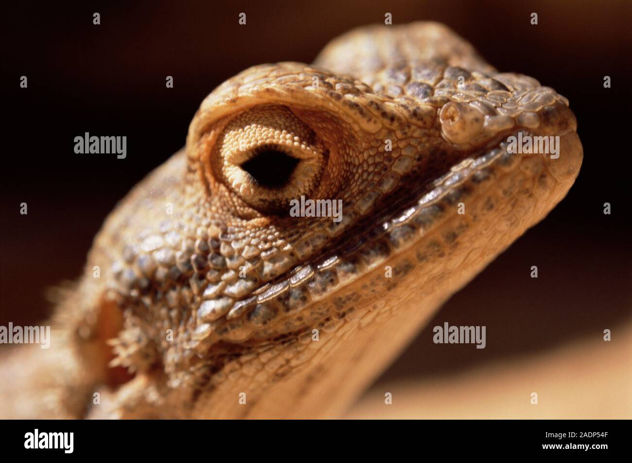 Agamid lizard head (Family Agamidae). Photographed in Inakacheker, Tassili du Hoggar, southern ...