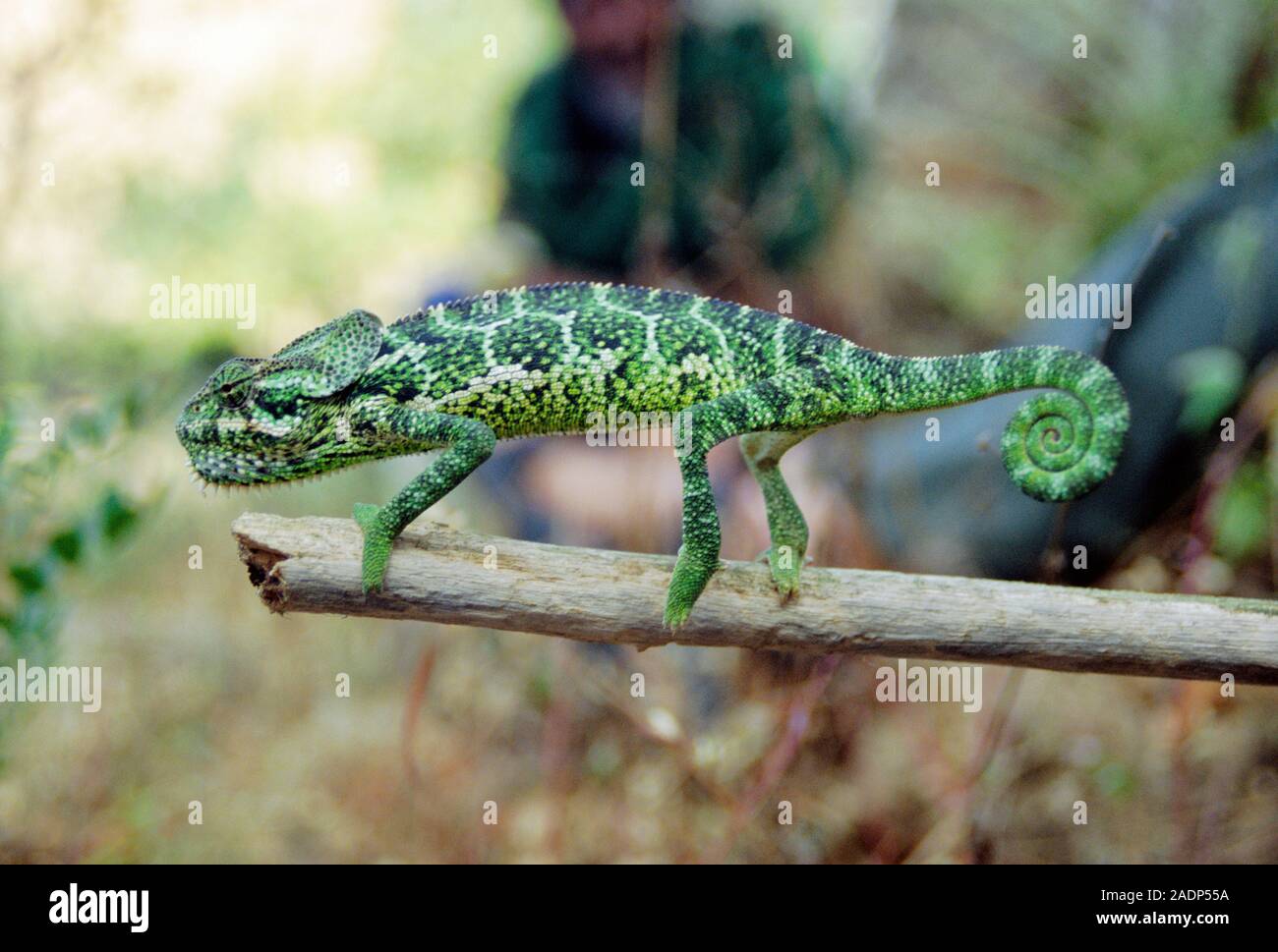 Socotra chameleon (Chamaeleo monachus) walking along a tree branch ...