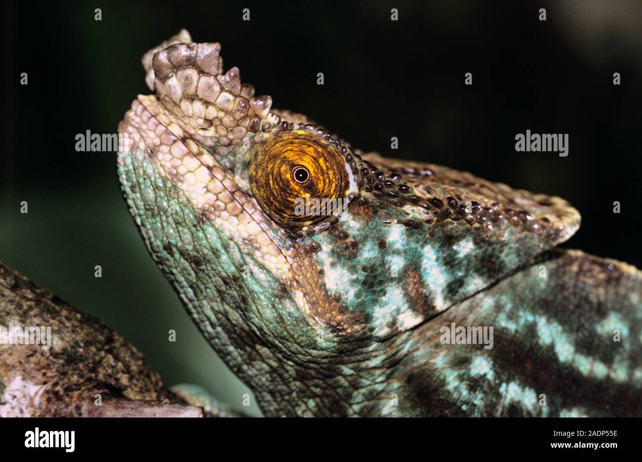 Parson's chameleon (Calumma parsonii). This chameleon, also called the ...
