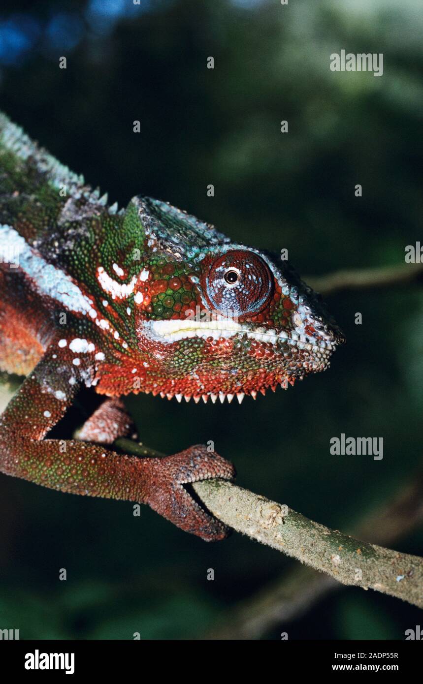 Panther chameleon (Chamaeleo pardalis). This is a large chameleon ...