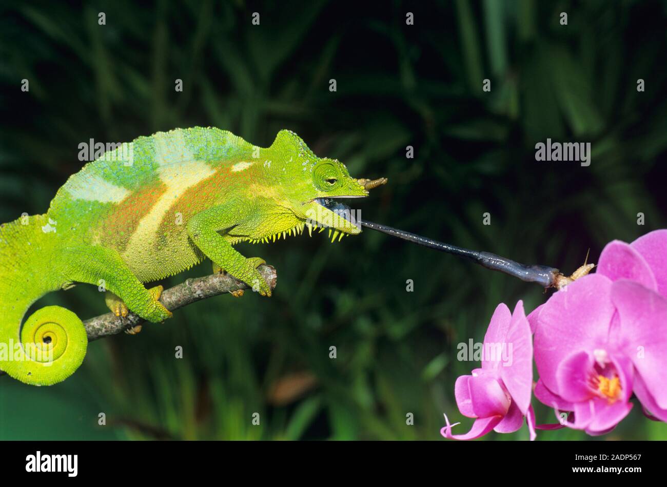 Four-horned chameleon (Chamaeleo quadricornis) male catching an insect ...