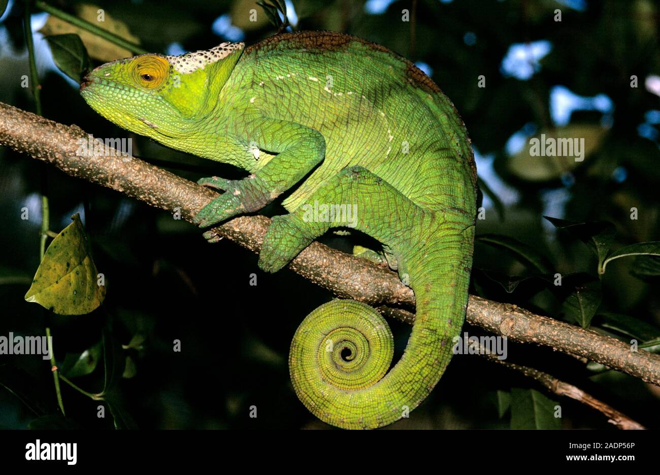 Parson's chameleon (Calumma parsonii). This species of chameleon can ...