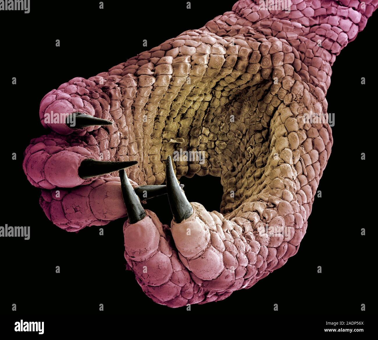 Foot of a chameleon. Coloured scanning electron micrograph (SEM) of the ...