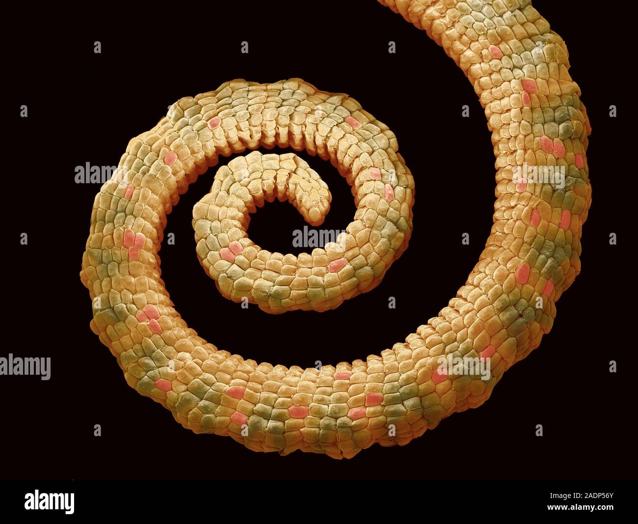 Chameleon's tail. Coloured scanning electron micrograph (SEM) of a ...