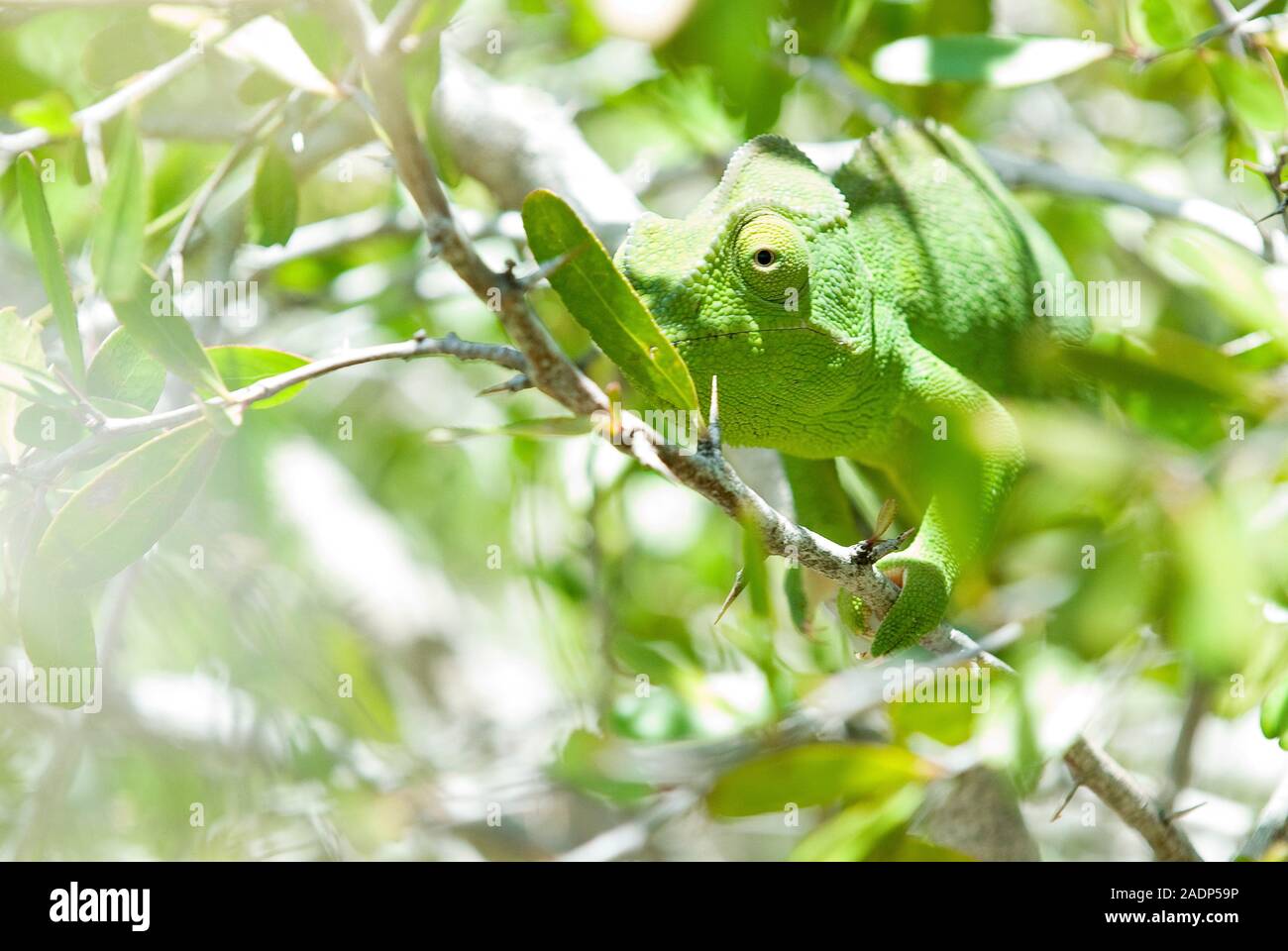 Flap-necked chameleon (Chamaeleo dilepsis) in a tree. Flap-necked ...