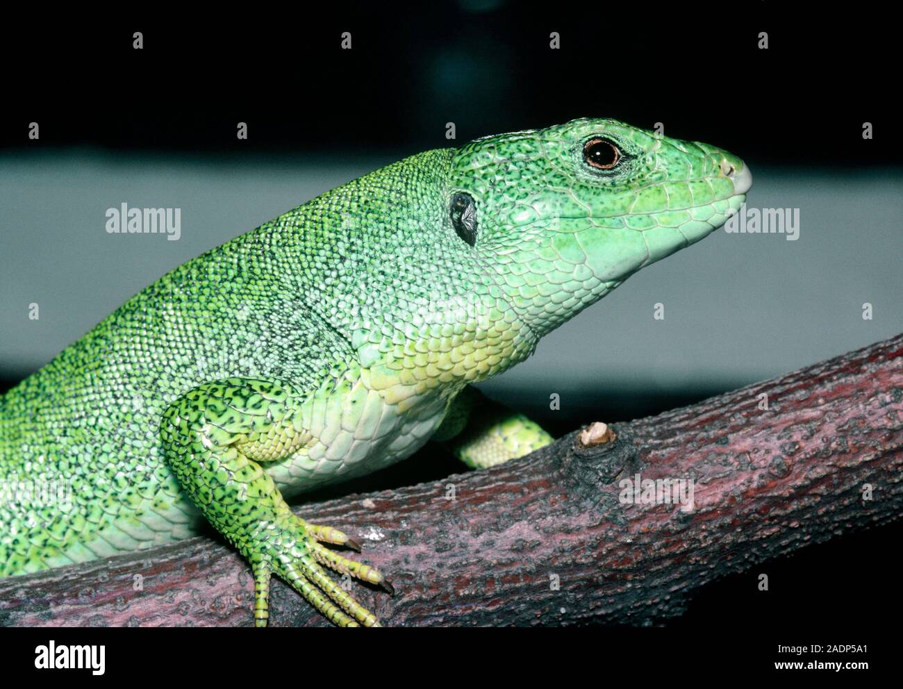 Balken green lizard, Lacerta trilineata, found in S. E. Europe, this ...