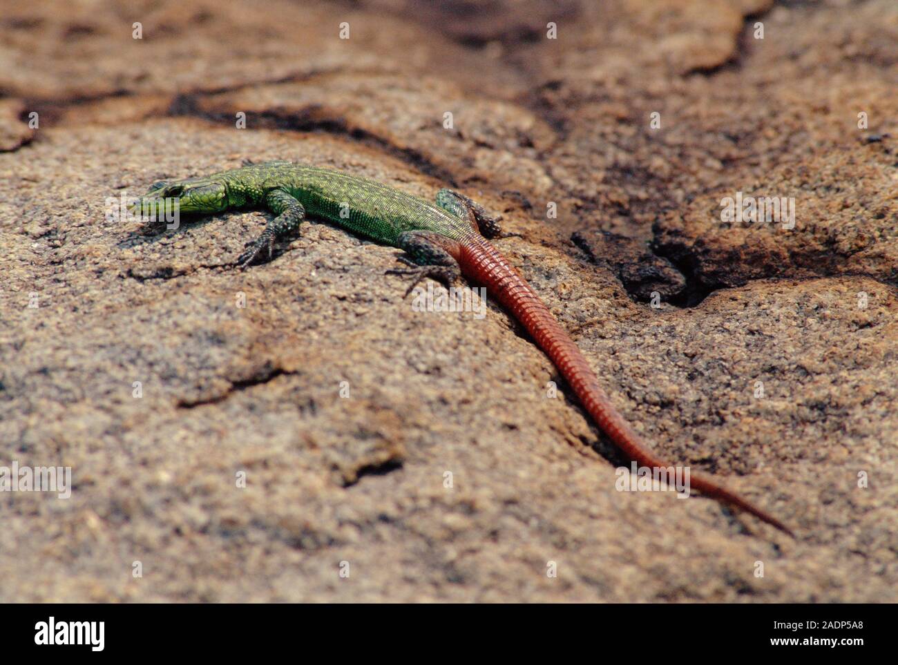 Common flat lizard (Platysaurus intermedius) basking on a rock ...