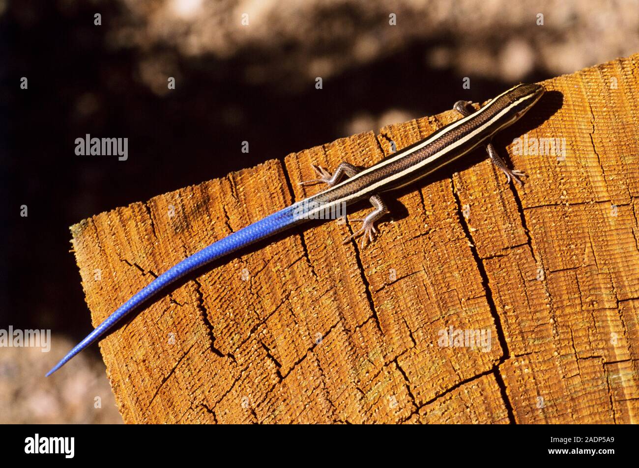 Western skink (Eumeces skiltonianus) juvenile basking in sunlight ...